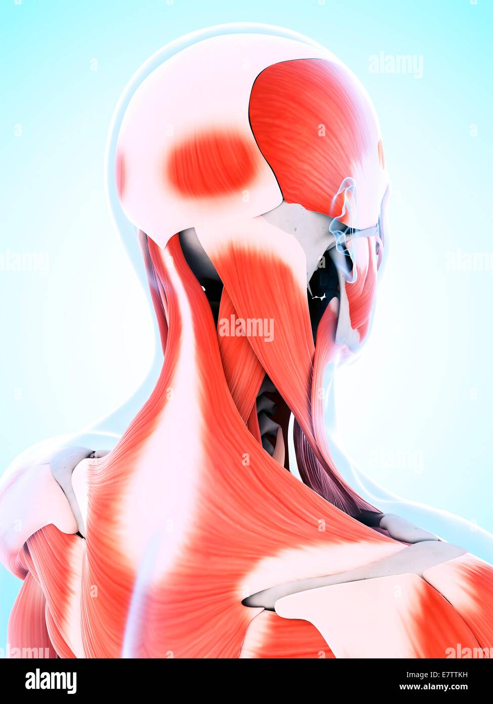 Human muscular system of the neck, computer artwork Stock Photo - Alamy