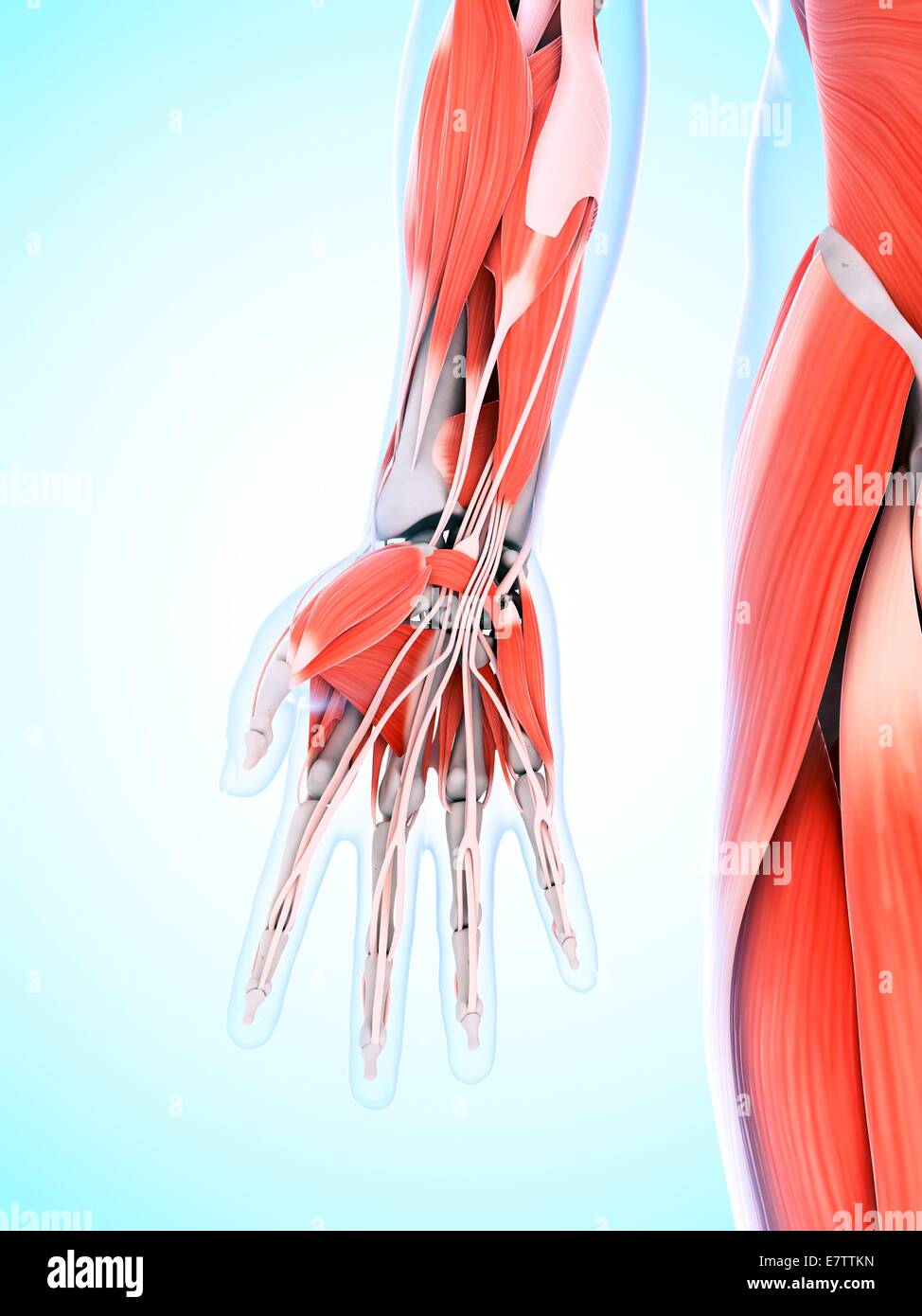 Human hand muscles, computer artwork Stock Photo - Alamy