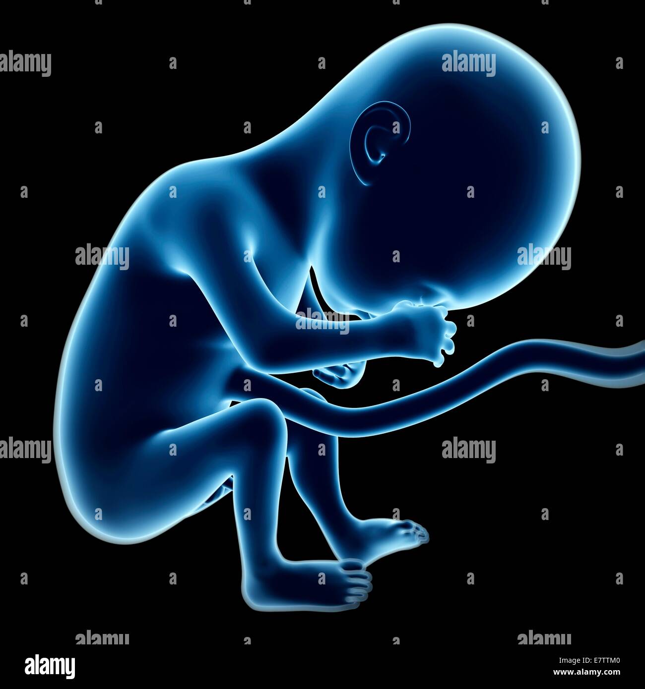 Human fetal development (month 6), computer artwork Stock Photo - Alamy