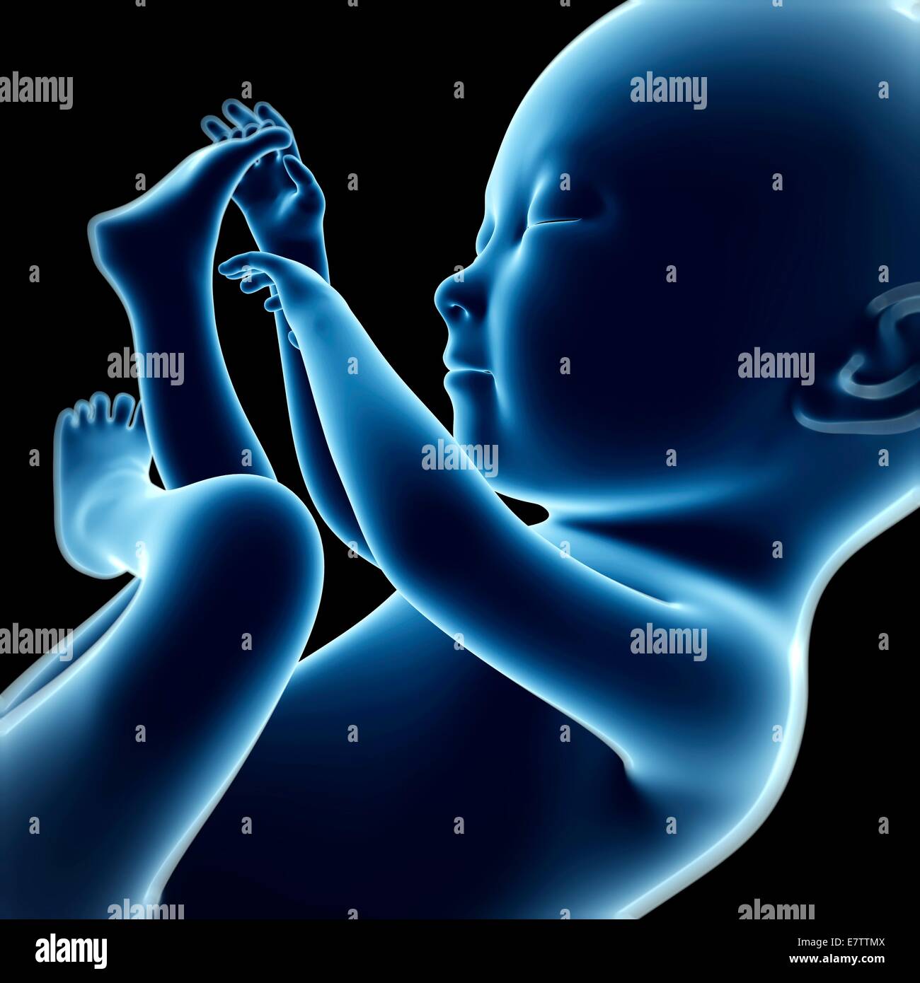Human fetal development (month 7), computer artwork Stock Photo - Alamy
