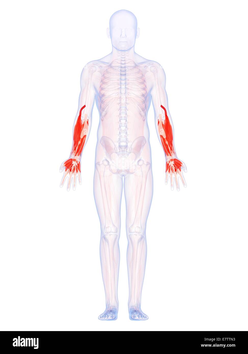 Human arm muscles, computer artwork Stock Photo - Alamy