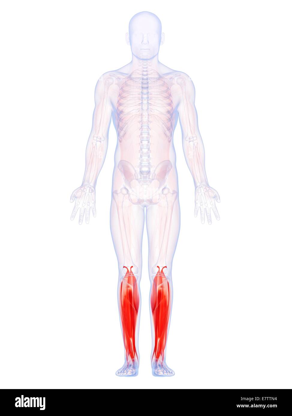 Muscles of lower leg hi-res stock photography and images - Alamy