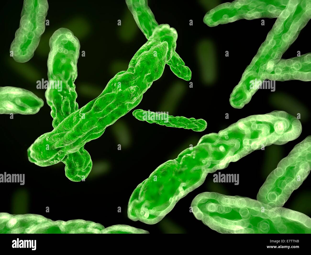 Bacteria, computer artwork Stock Photo - Alamy Bacteria, computer artwork Stock Photo - Alamy