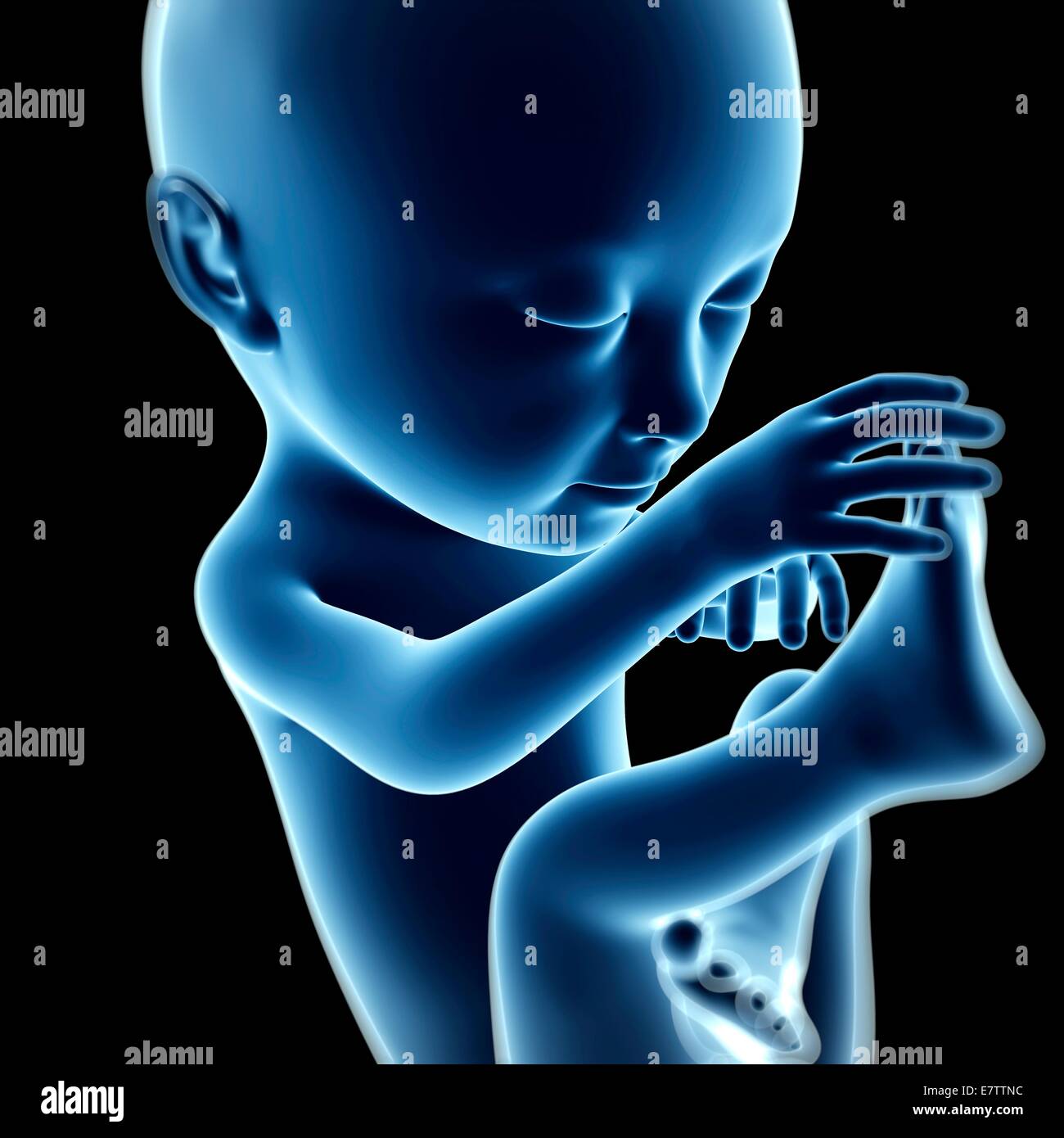 Human fetal development (month 7), computer artwork Stock Photo - Alamy