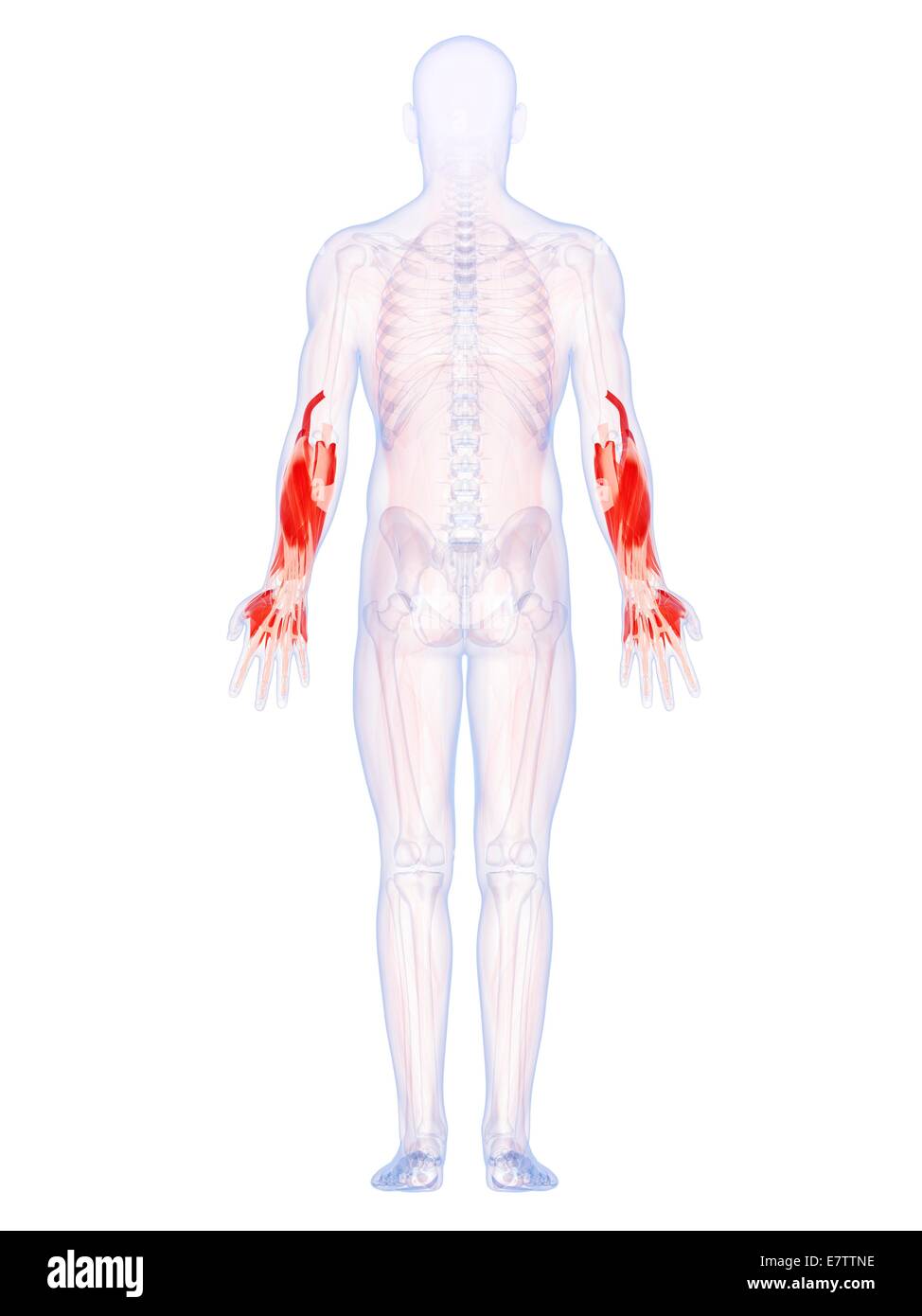 Human arm muscles, computer artwork Stock Photo - Alamy