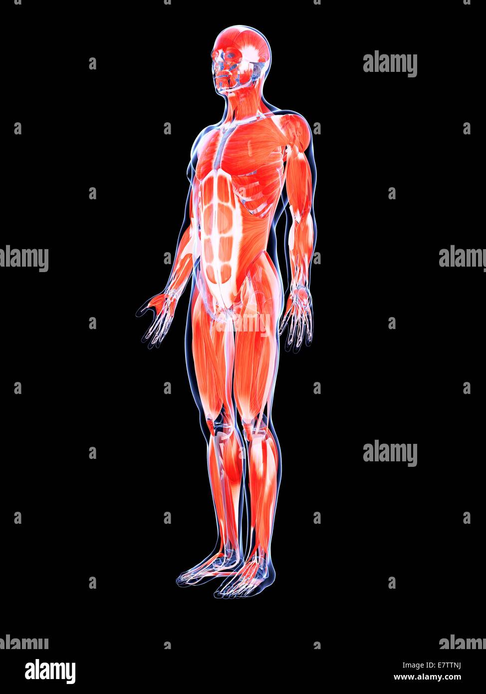Human muscular system, computer artwork Stock Photo - Alamy
