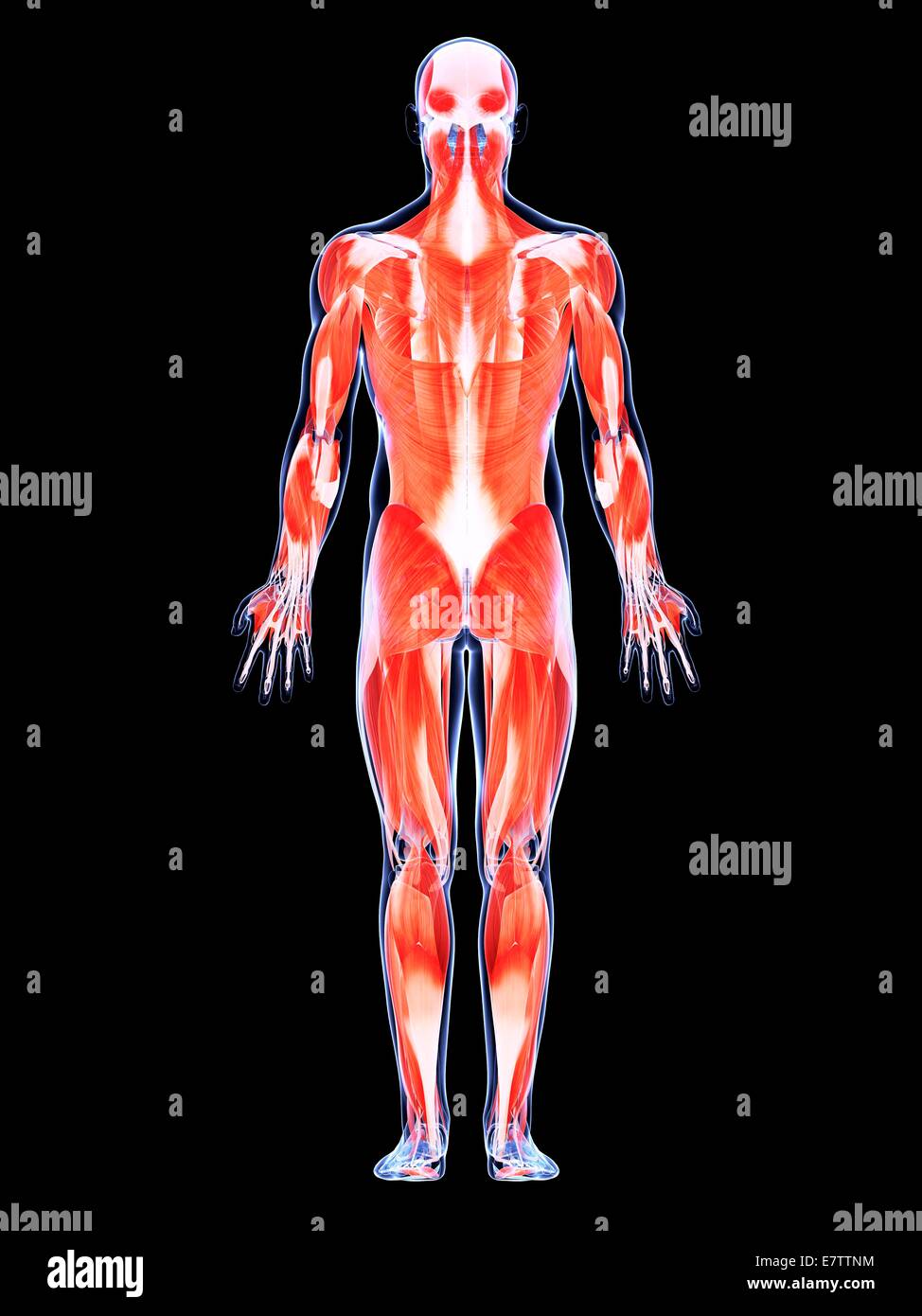 Human muscular system, computer artwork Stock Photo - Alamy