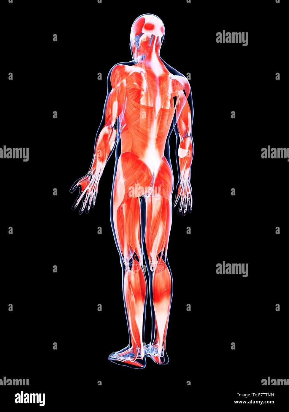 Human Muscular Computer Artwork High Resolution Stock Photography and ...