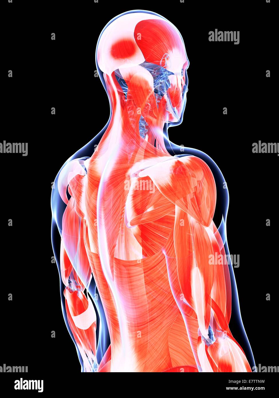 Human back muscles, computer artwork Stock Photo - Alamy
