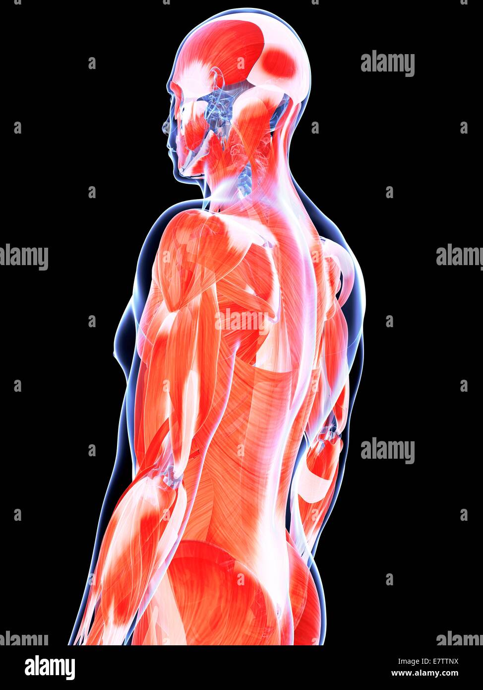 Human muscular system, computer artwork Stock Photo - Alamy