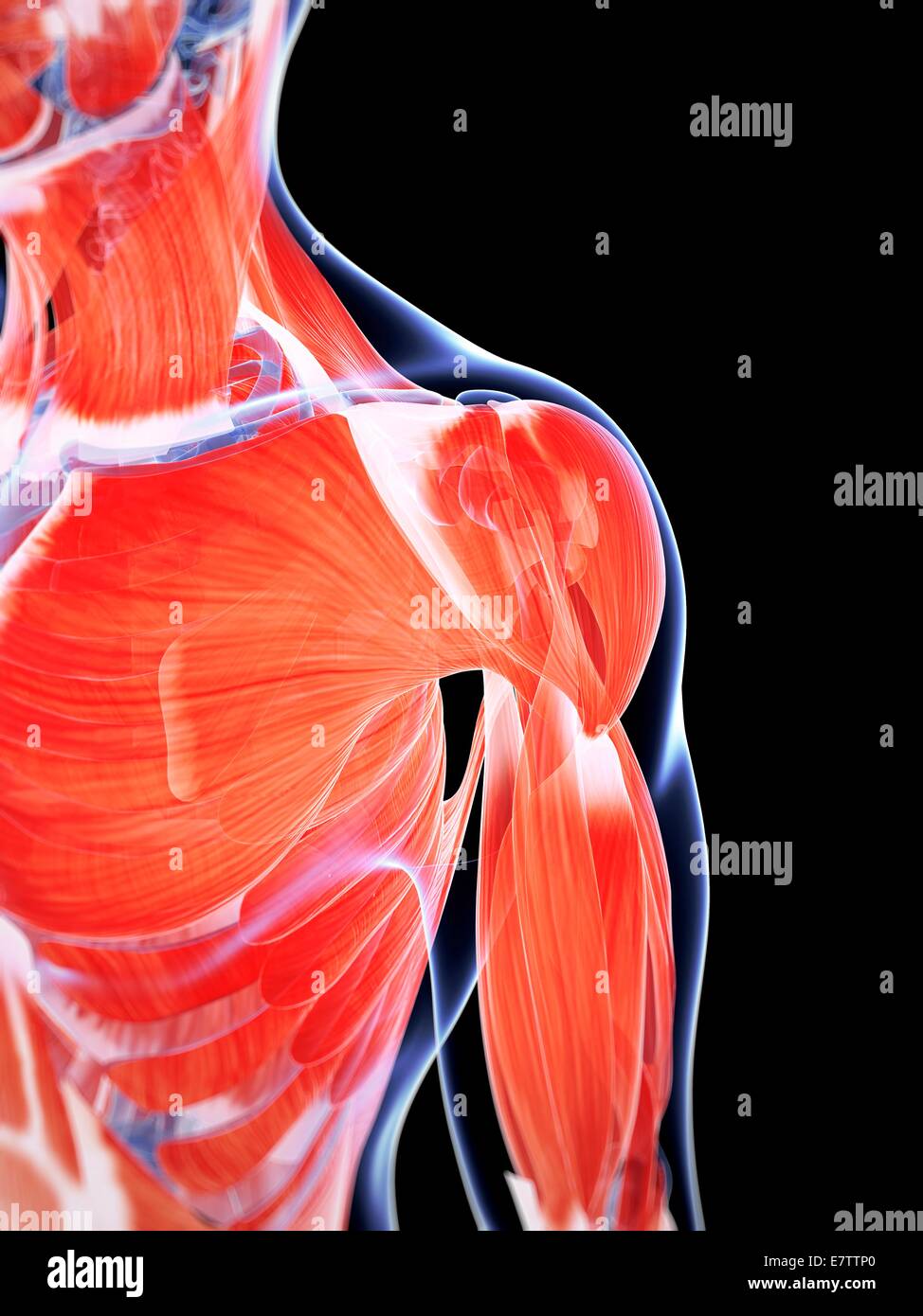 Human chest and shoulder muscles, computer artwork Stock Photo - Alamy