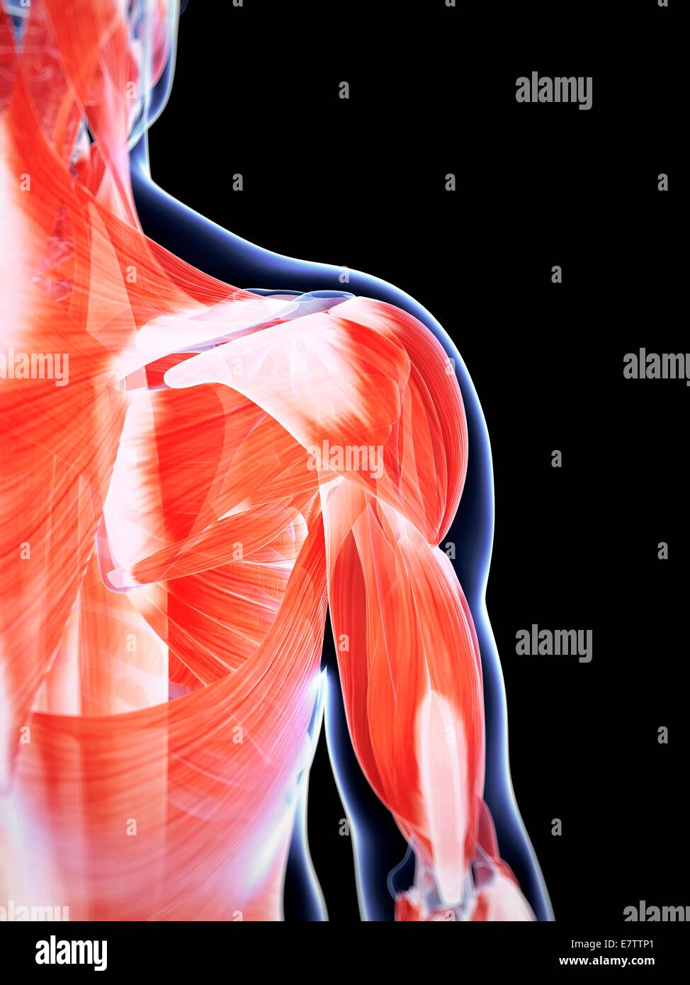 Human shoulder muscles, computer artwork Stock Photo - Alamy