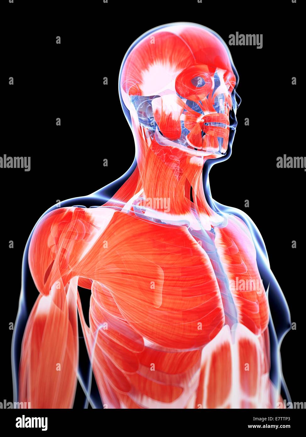 Human muscular system, computer artwork Stock Photo - Alamy