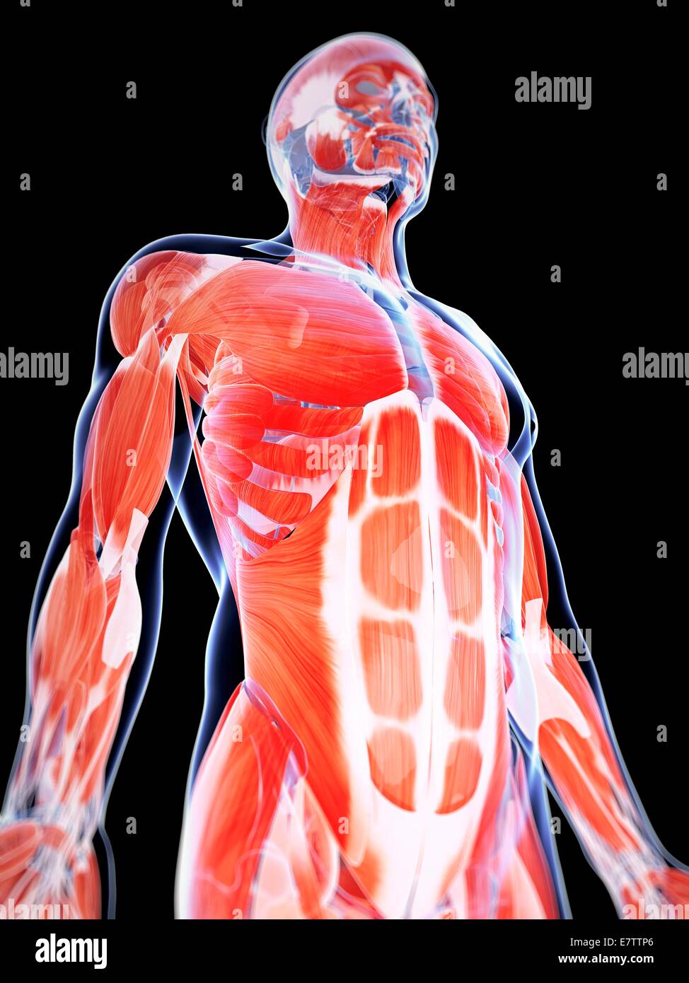 Core Muscles Anatomy