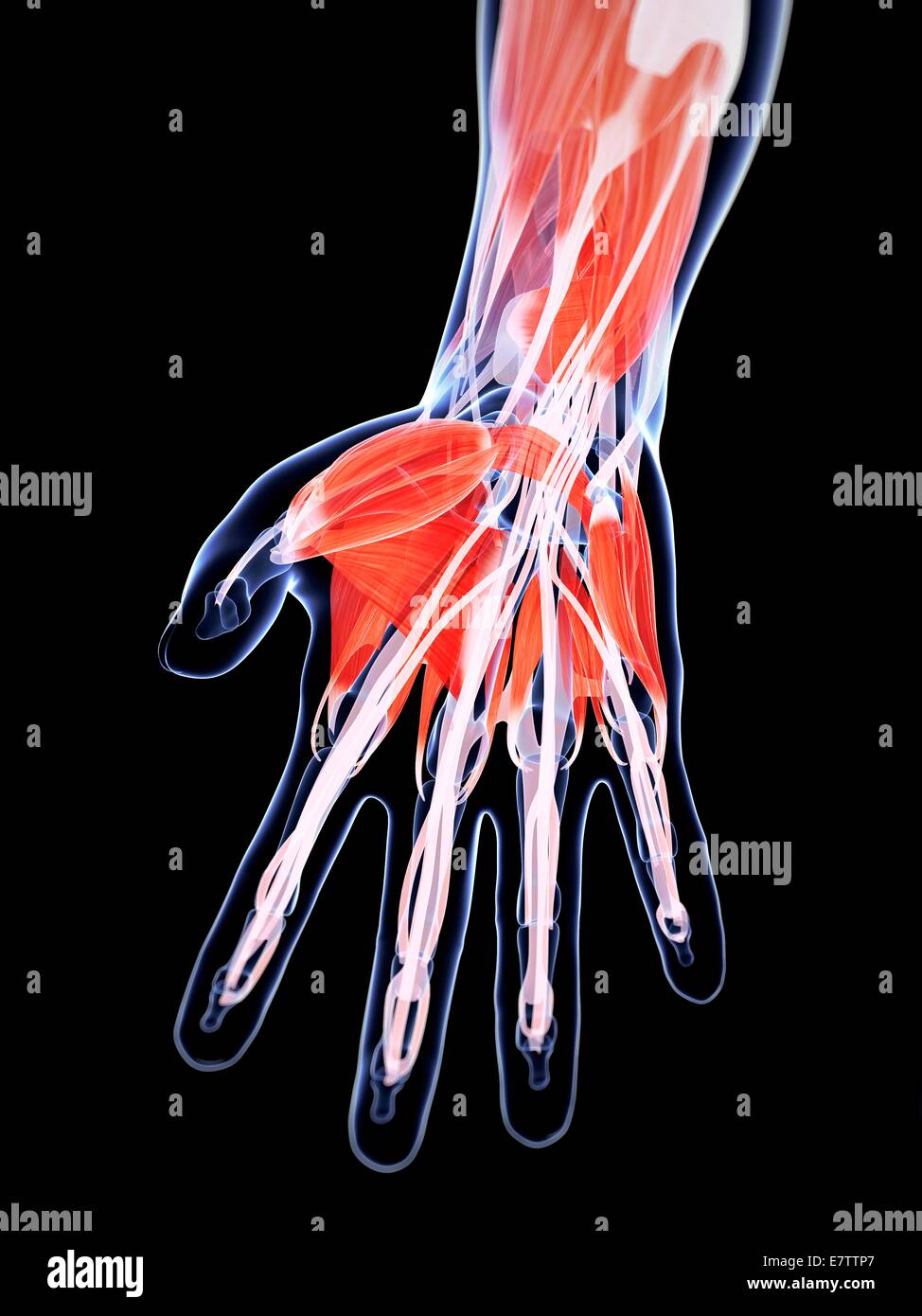 Human hand muscles, computer artwork Stock Photo - Alamy