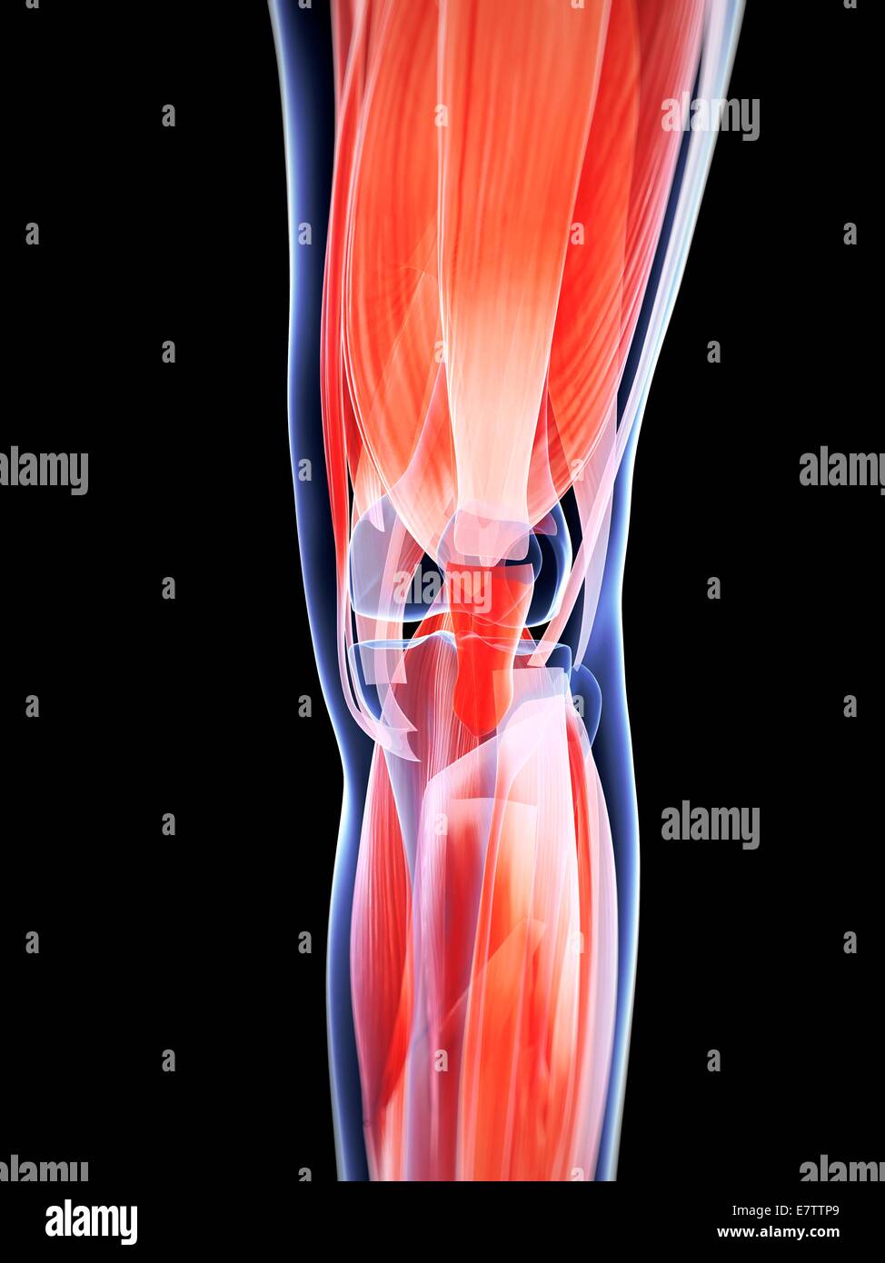 Human knee muscles, computer artwork Stock Photo - Alamy
