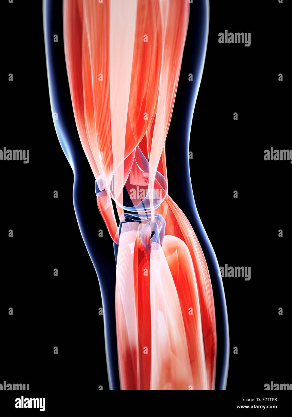 Human knee muscles, computer artwork Stock Photo - Alamy