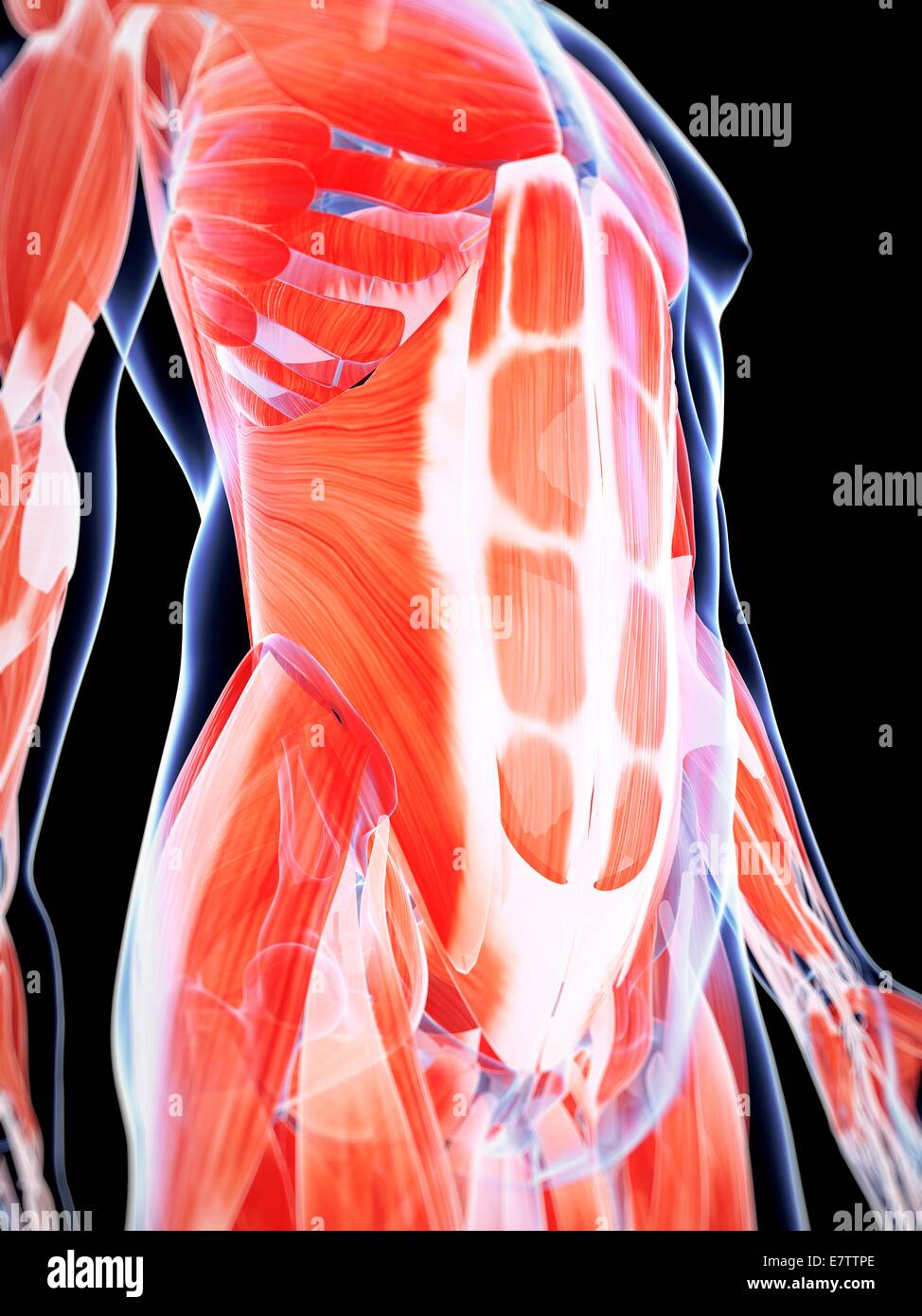 Human abdominal muscles, computer artwork Stock Photo - Alamy
