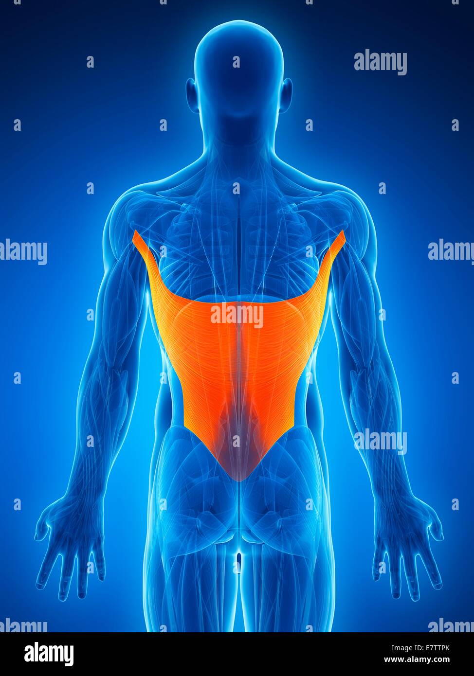 Human back muscles, computer artwork Stock Photo - Alamy