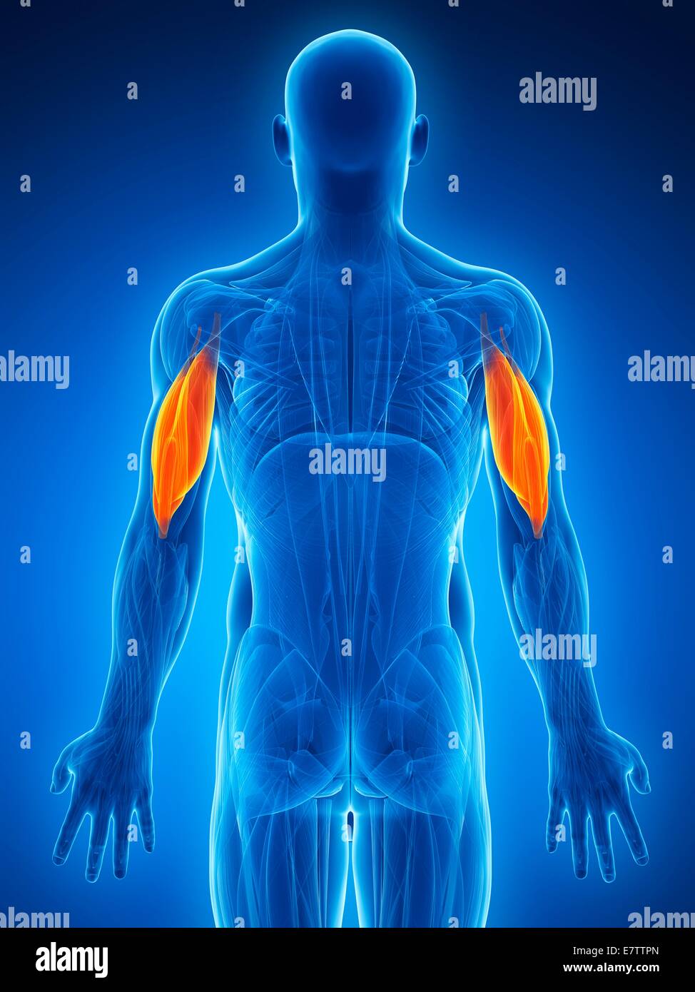 Human arm muscles, computer artwork Stock Photo - Alamy