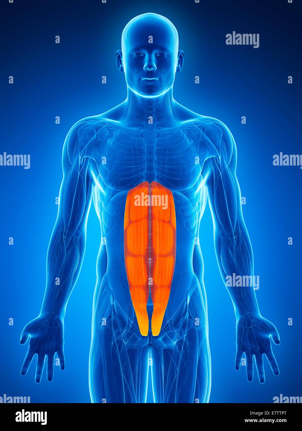 Human abdominal muscles, computer artwork Stock Photo - Alamy