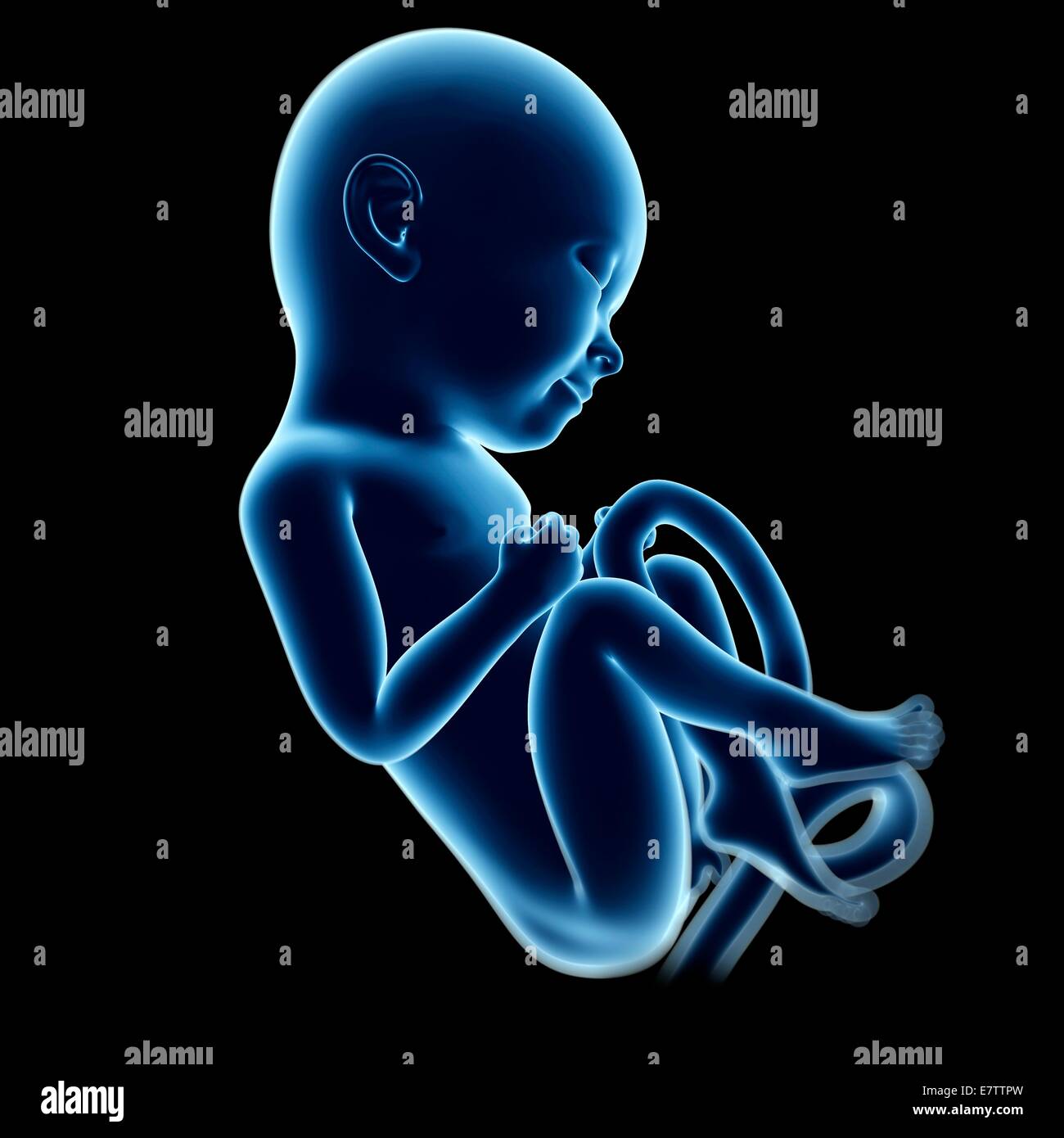 Human fetal development (month 8), computer artwork Stock Photo - Alamy