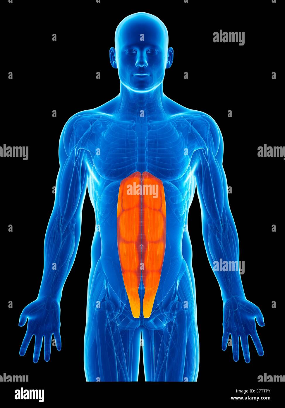 Human abdominal muscles, computer artwork Stock Photo - Alamy