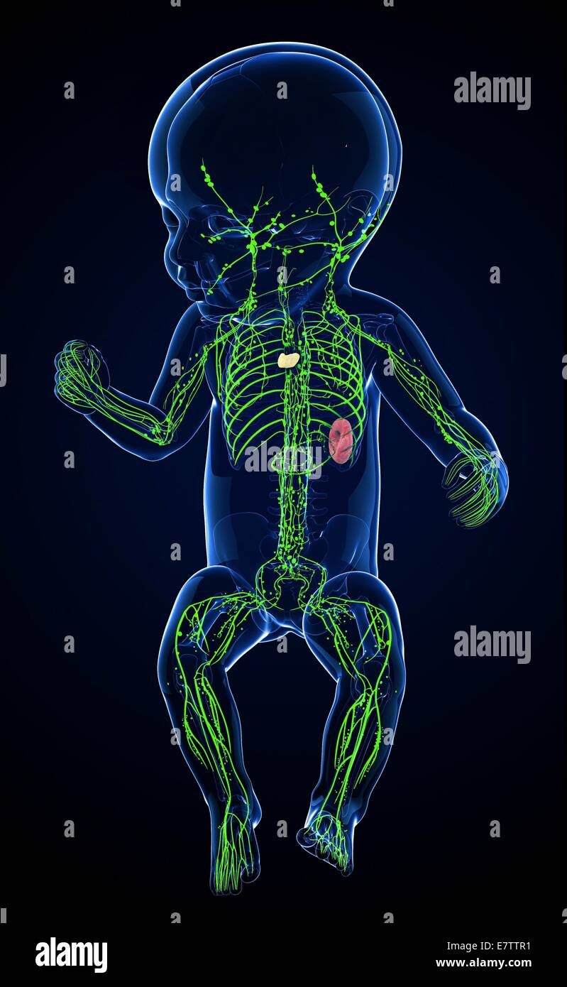 Baby's lymphatic system, computer artwork Stock Photo - Alamy