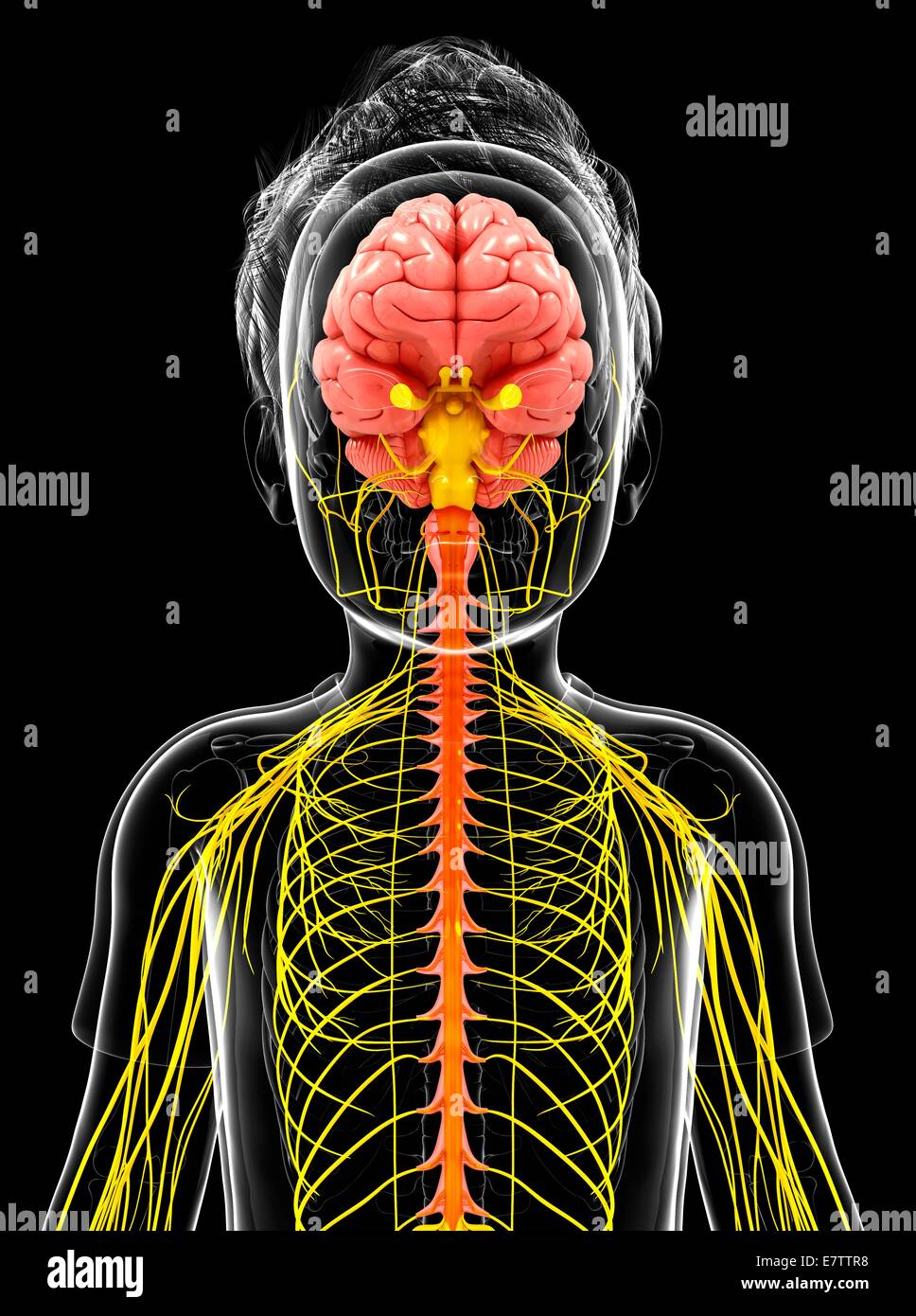 Human nervous system, computer artwork Stock Photo - Alamy