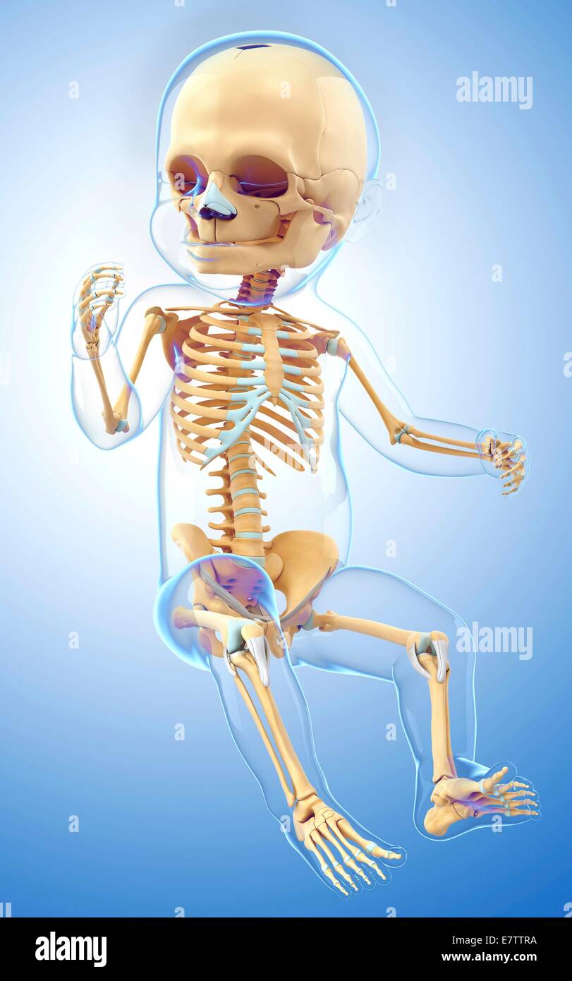 Baby's skeletal system, computer artwork Stock Photo - Alamy