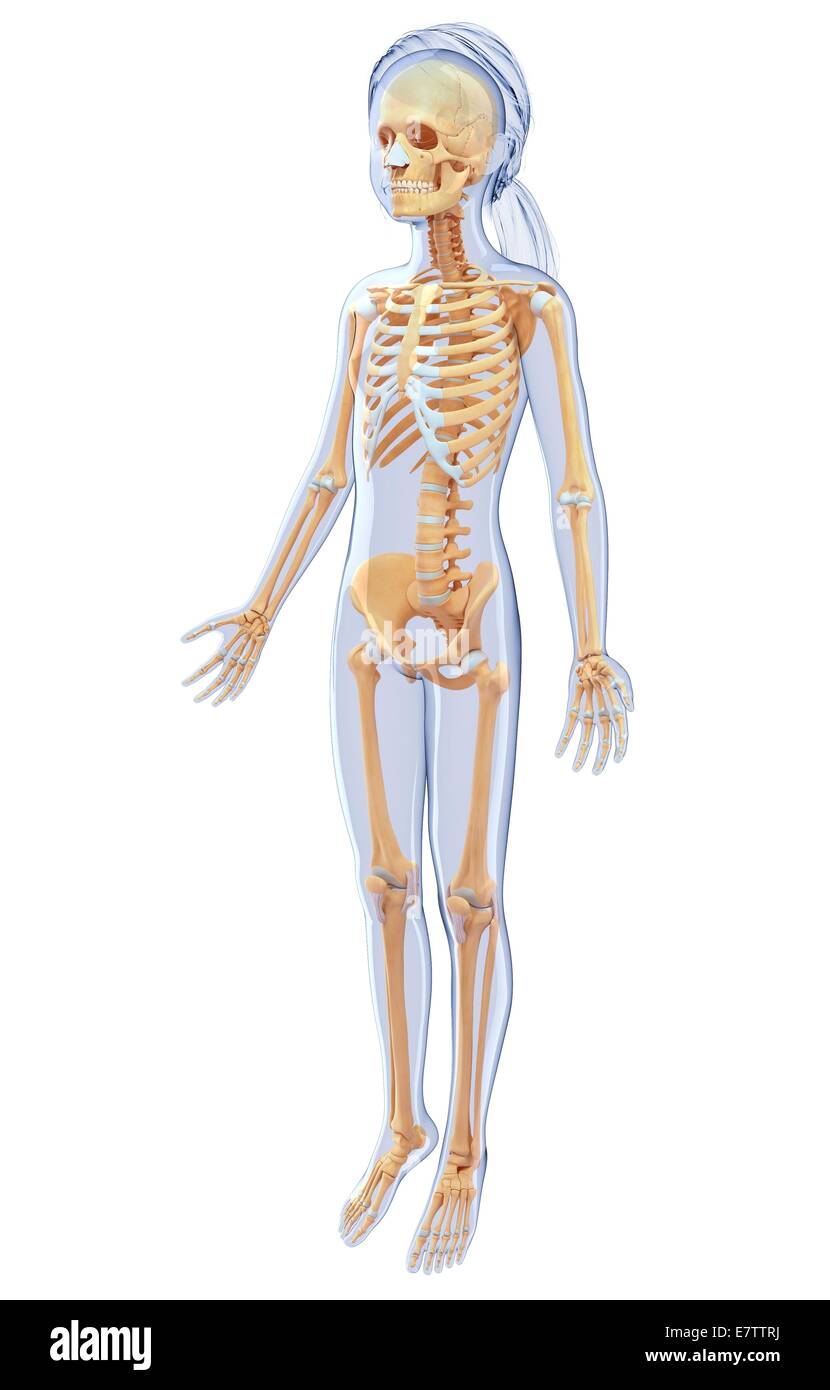 Human skeletal computer illustration Cut Out Stock Images & Pictures ...