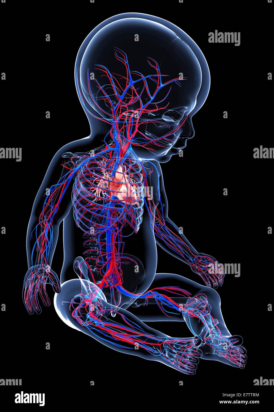 Baby's cardiovascular system, computer artwork Stock Photo - Alamy