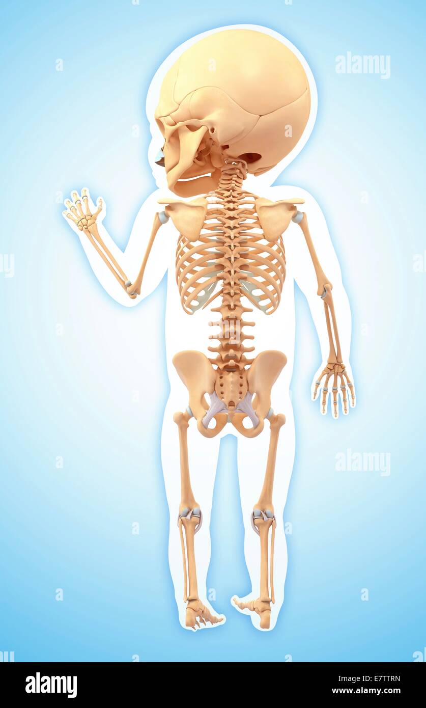 Babys skeletal system hi-res stock photography and images - Alamy