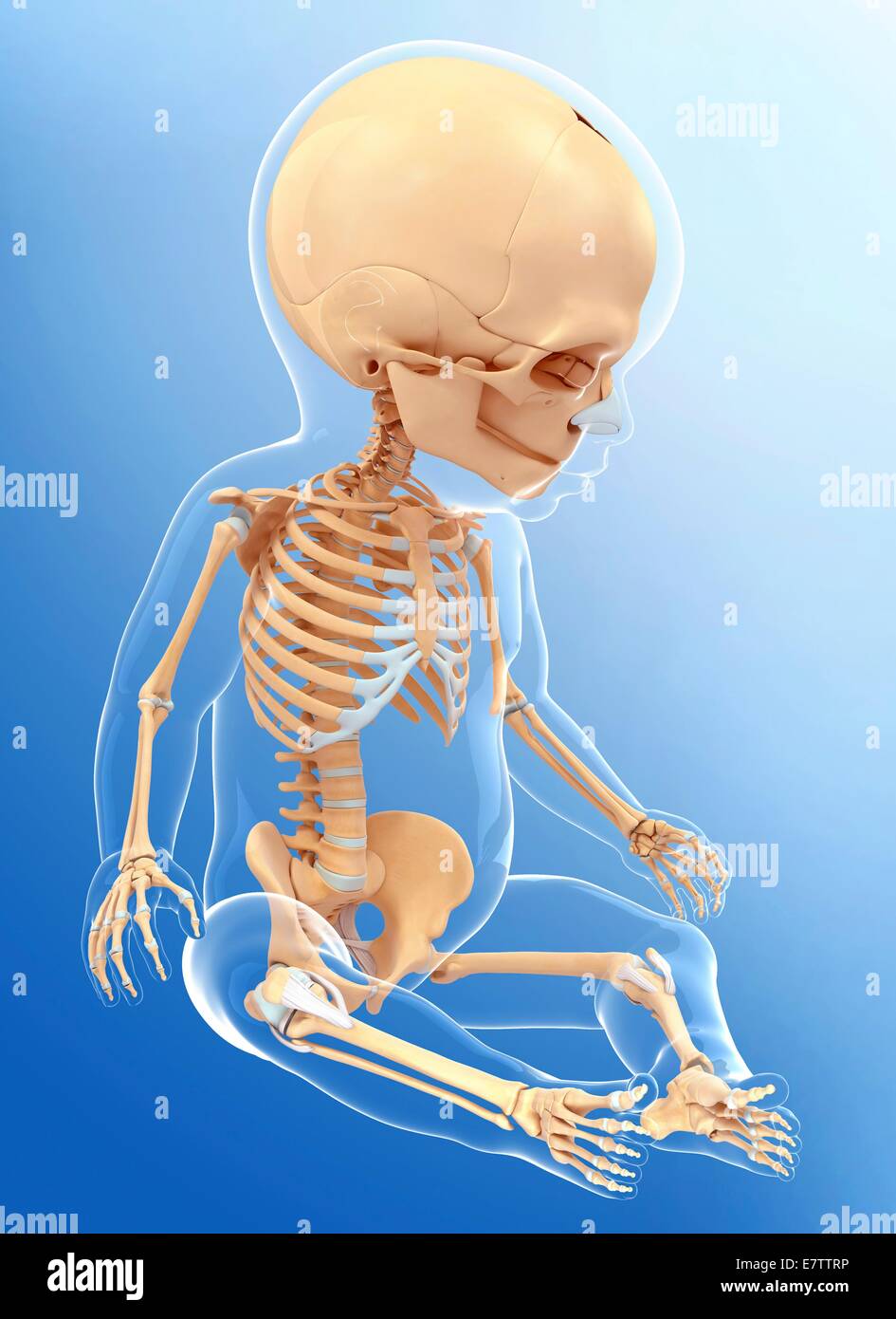 Babys skeletal system hi-res stock photography and images - Alamy