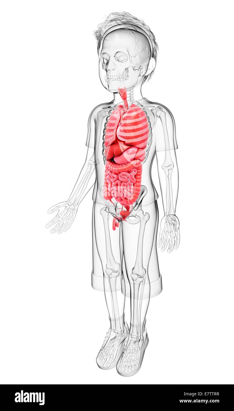 Human anatomy, computer artwork Stock Photo - Alamy