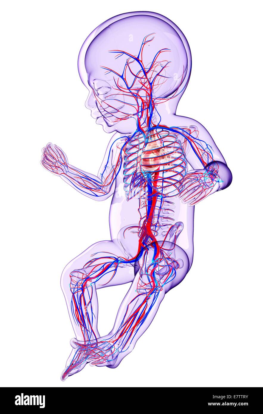 Baby's cardiovascular system, computer artwork Stock Photo - Alamy