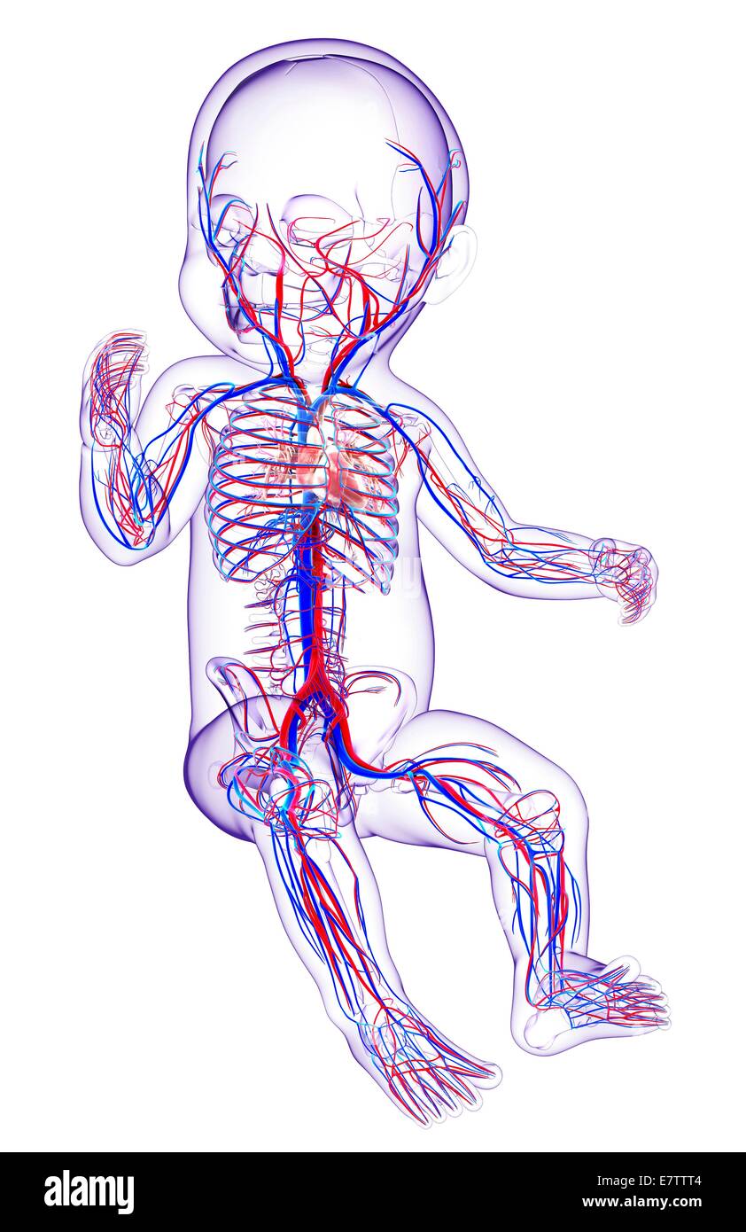 Baby's cardiovascular system, computer artwork Stock Photo - Alamy