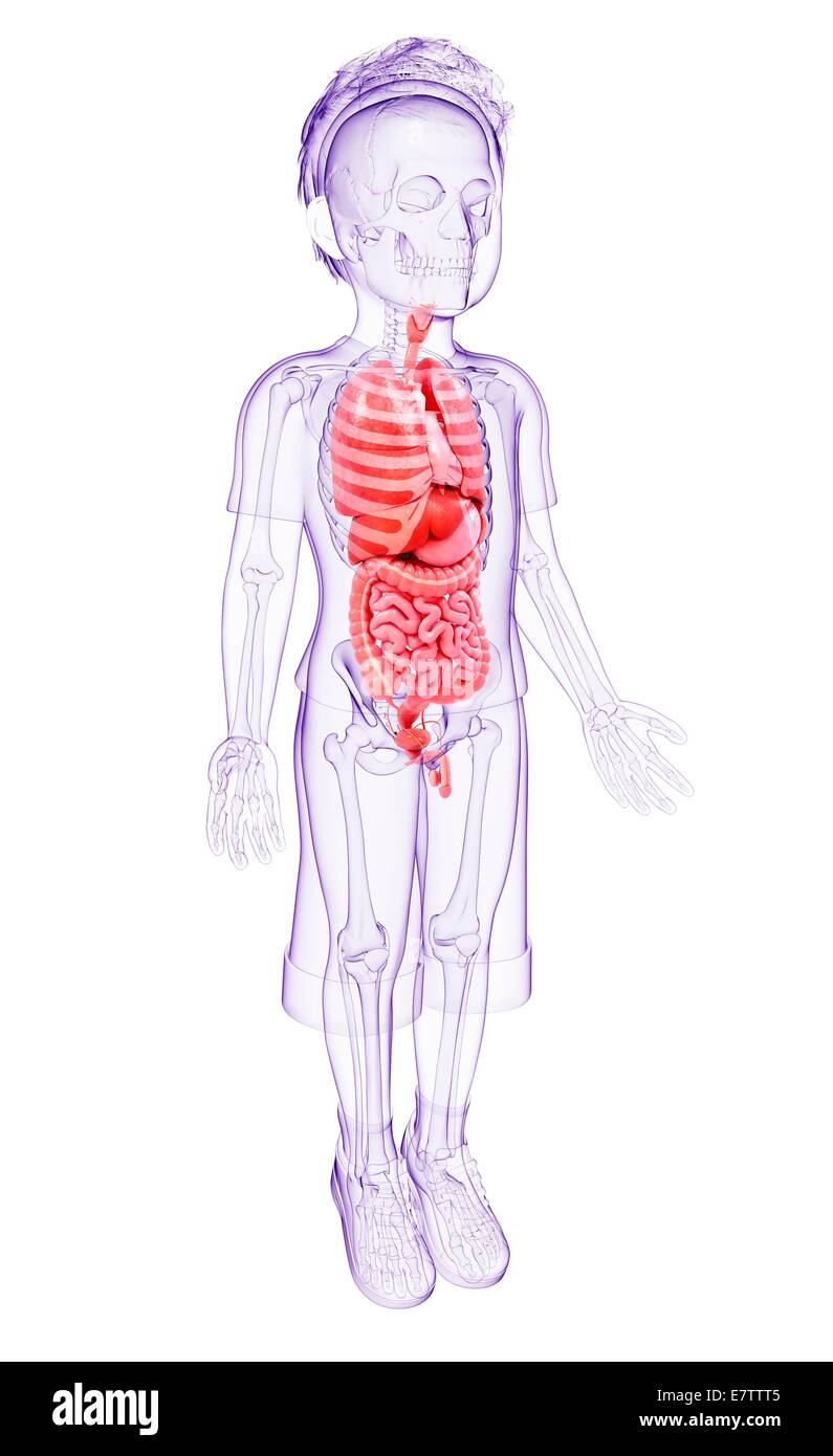 Human anatomy, computer artwork Stock Photo - Alamy