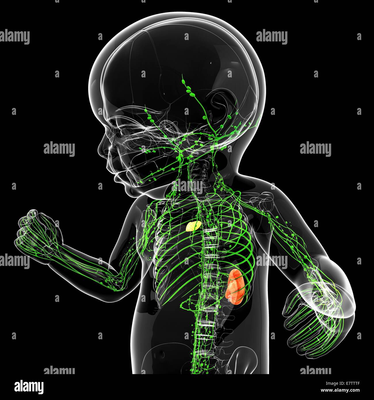 Baby's lymphatic system, computer artwork Stock Photo - Alamy