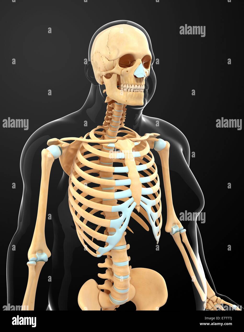 Human skeletal system, computer artwork Stock Photo - Alamy