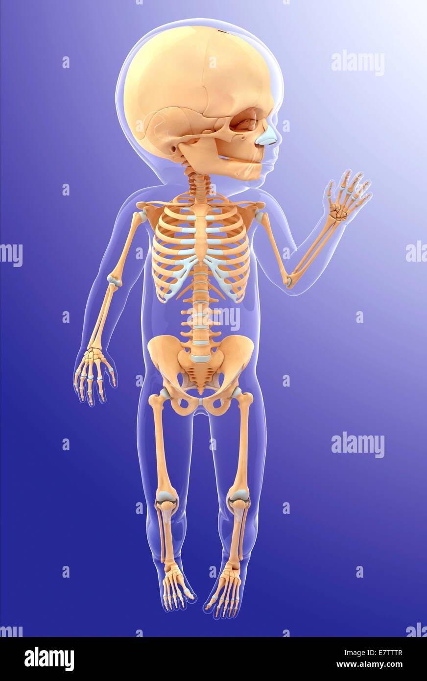 Baby's skeletal system, computer artwork Stock Photo - Alamy