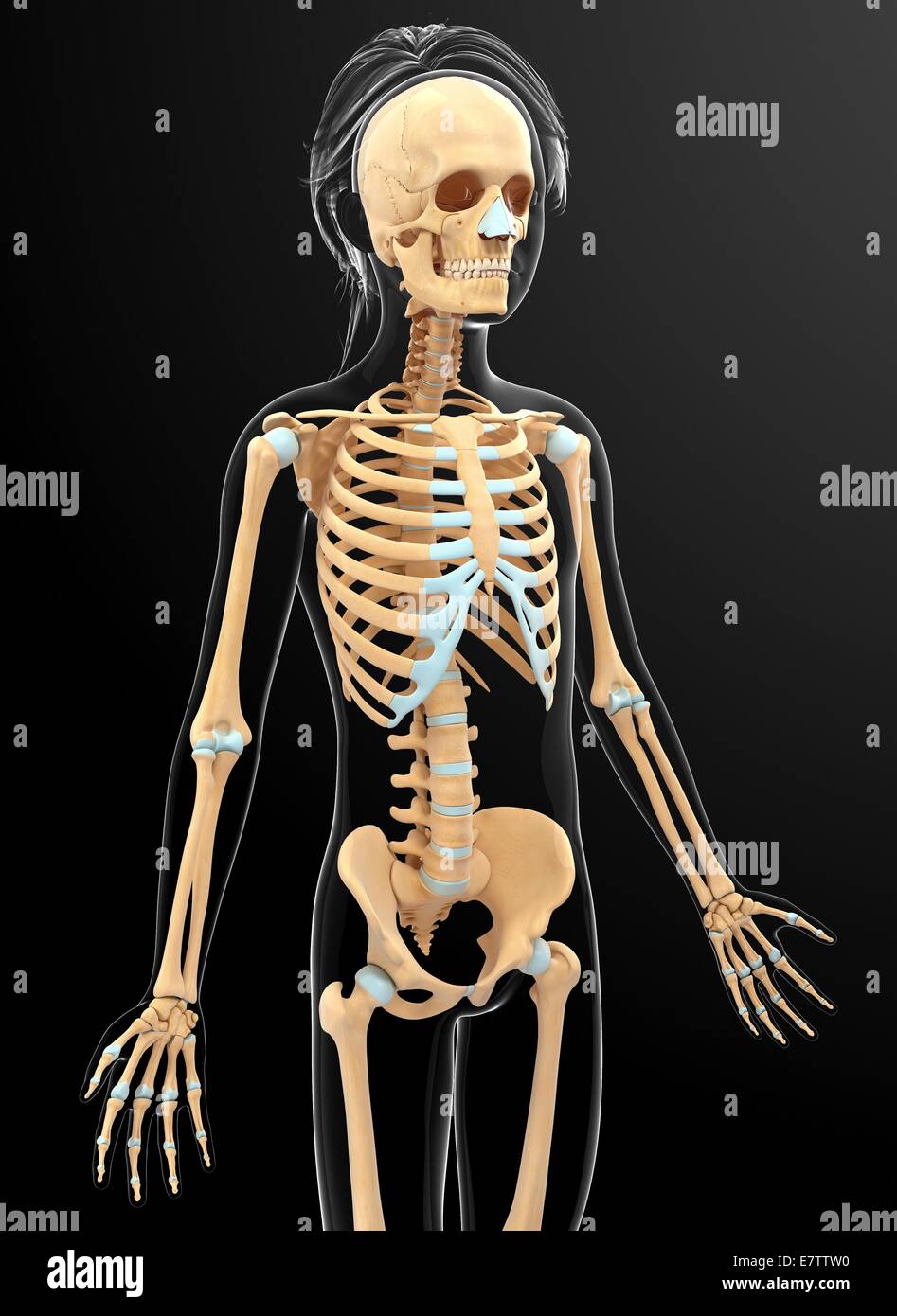 Human skeletal system, computer artwork Stock Photo - Alamy