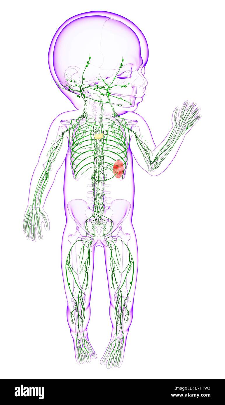 Baby's lymphatic system, computer artwork Stock Photo - Alamy