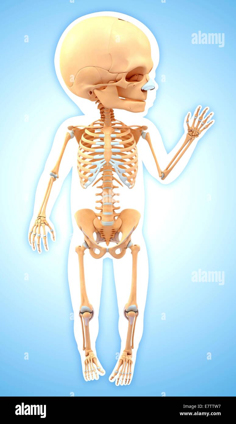 Baby's skeletal system, computer artwork Stock Photo - Alamy