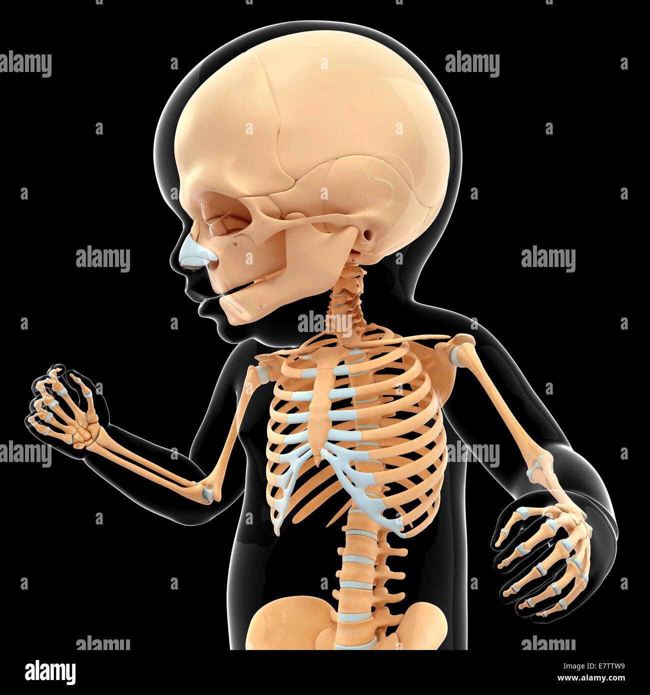 Babys skeletal system hi-res stock photography and images - Alamy