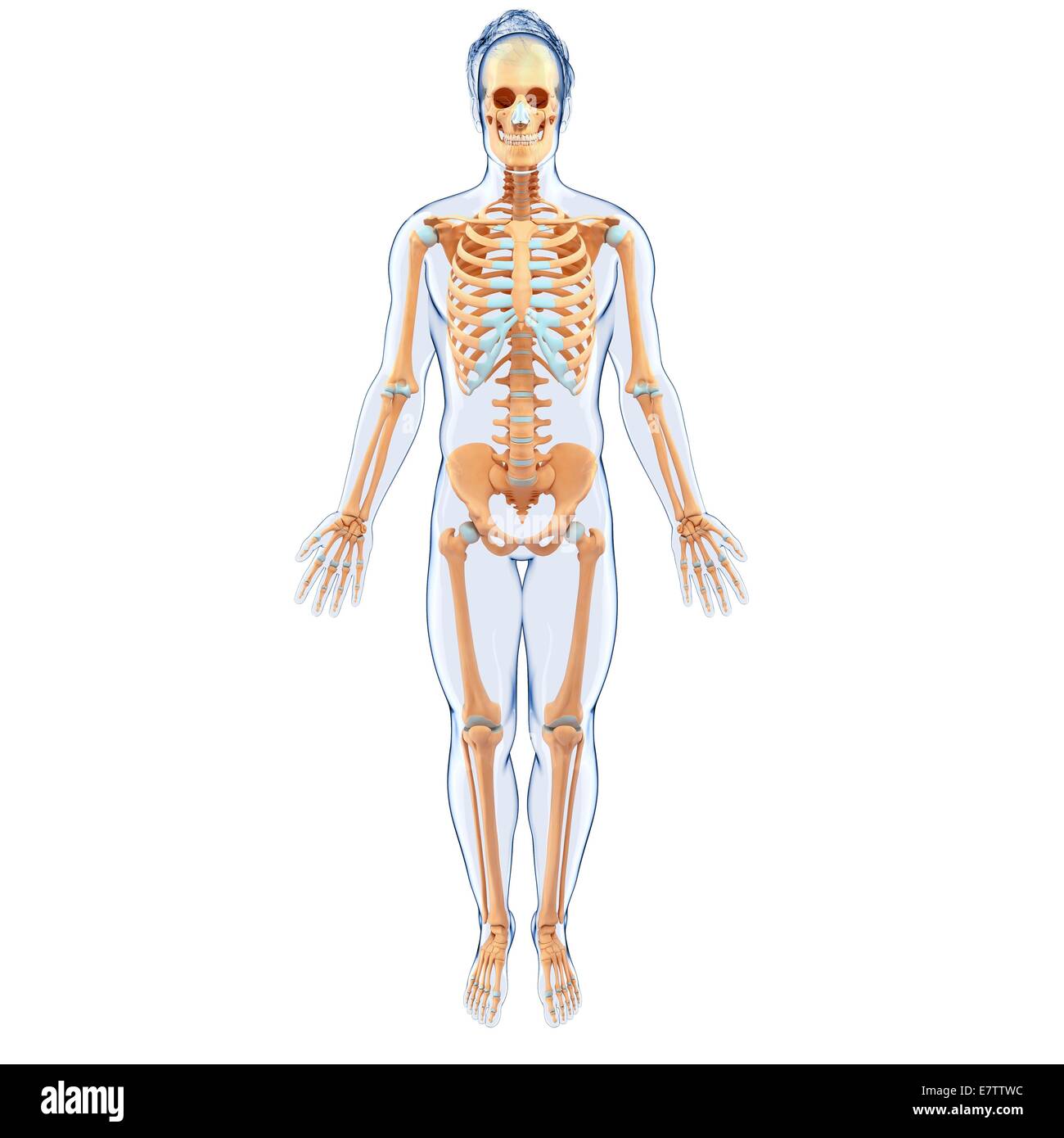 Human skeletal system, computer artwork Stock Photo - Alamy