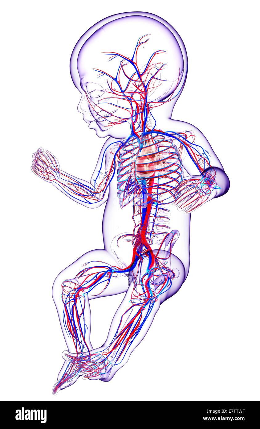 Baby's cardiovascular system, computer artwork Stock Photo - Alamy