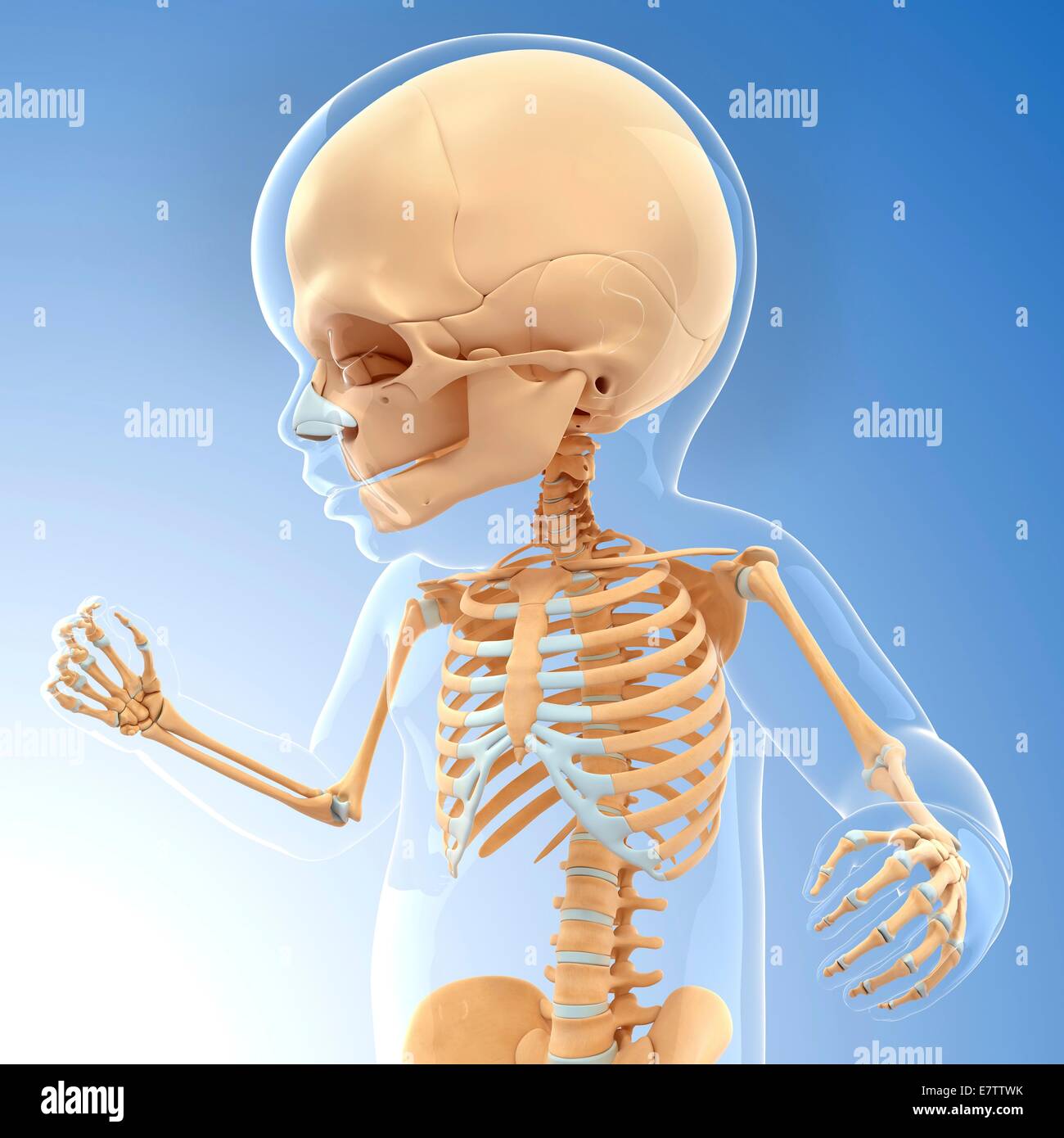 Baby's skeletal system, computer artwork Stock Photo - Alamy