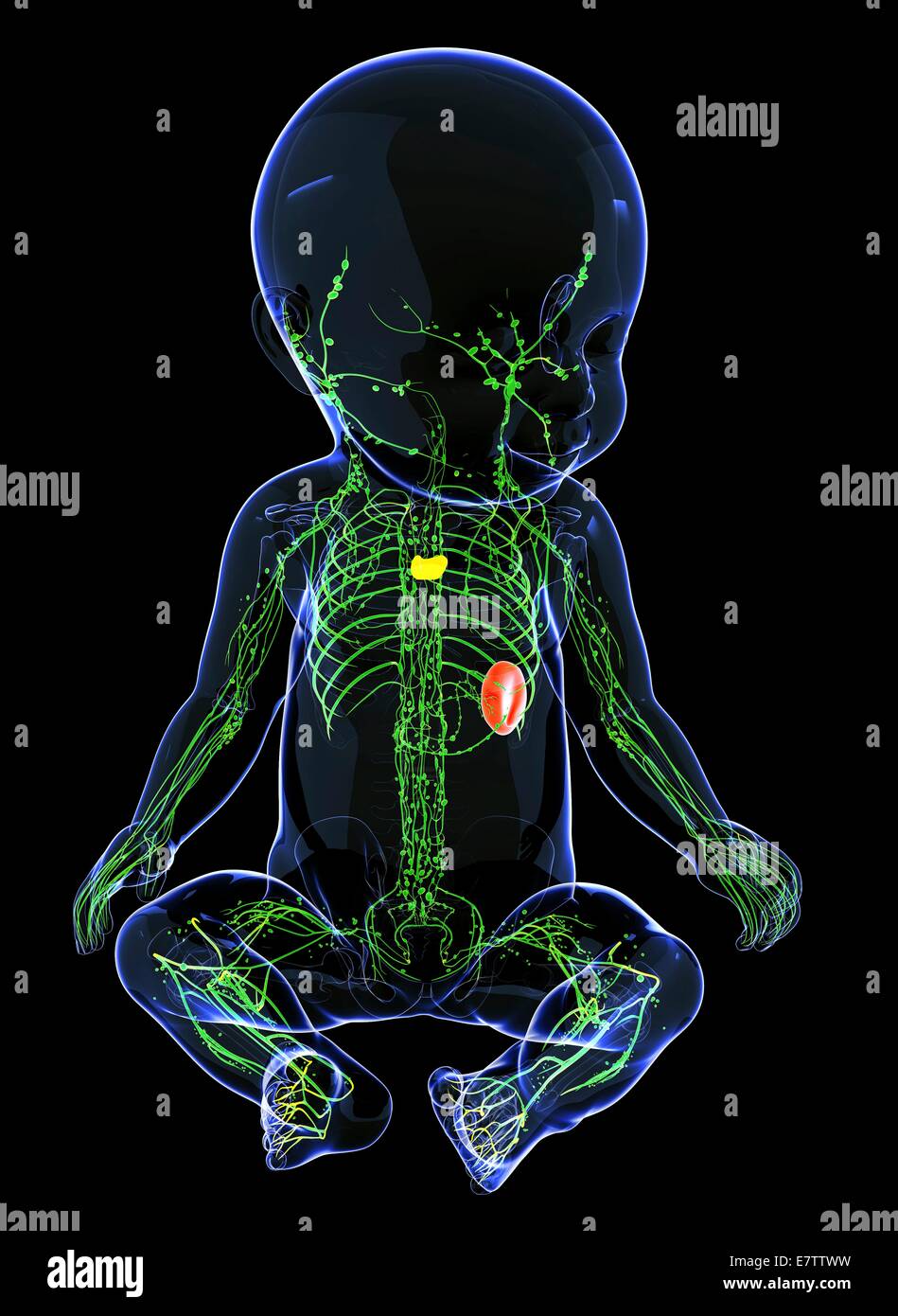 Baby's lymphatic system, computer artwork Stock Photo - Alamy