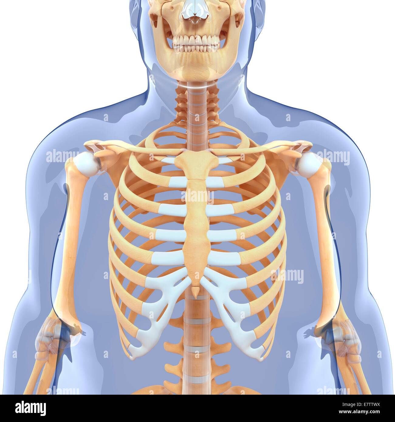 Human skeletal system, computer artwork Stock Photo - Alamy